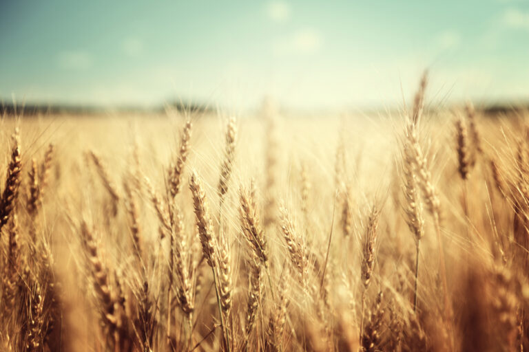 Can You Eat Wheat on the Low FODMAP Diet? - A Little Bit Yummy
